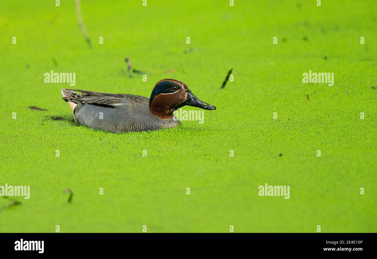 Eurasian common teal hi-res stock photography and images - Alamy