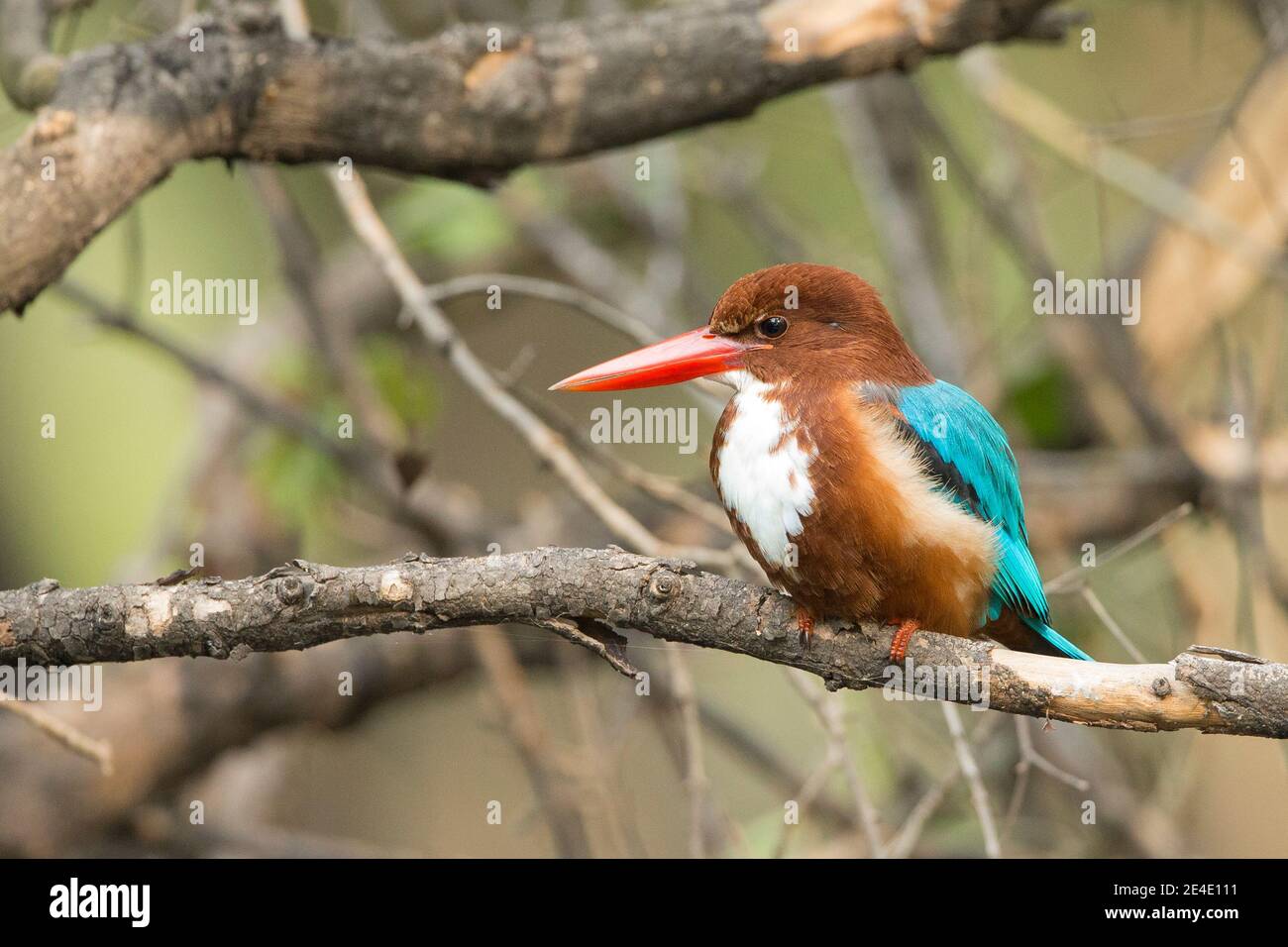 Halcyon winter hi-res stock photography and images - Alamy