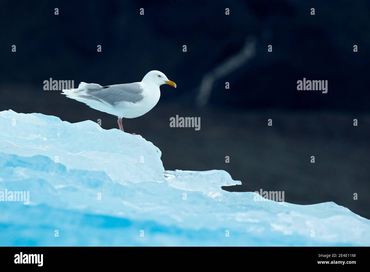 Bird on the ice, winter scene from Arctic. Black-legged Kittiwake ...