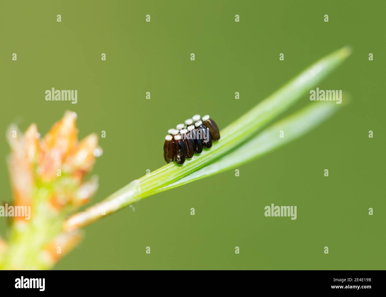 Assassin bug eggs (Rhynocoris annulatus Stock Photo - Alamy Assassin bug eggs (Rhynocoris annulatus Stock Photo - Alamy