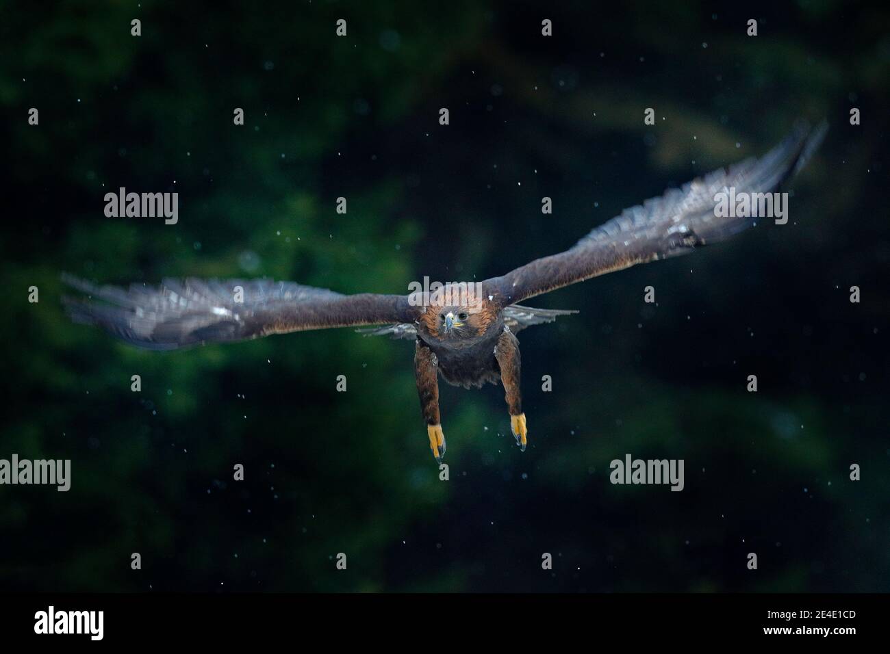 Golden eagle flying above the blooming meadow. Bird hunter in nature ...