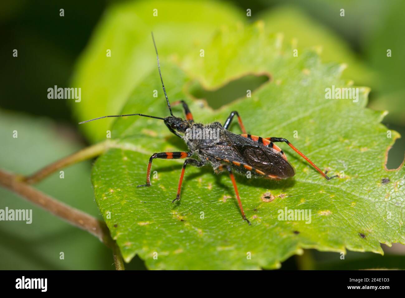 Assassin bug (Rhynocoris annulatus Stock Photo - Alamy
