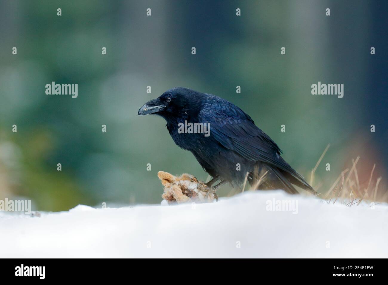 Wildlife feeding behaviour scene in the forest. Raven with dead kill ...