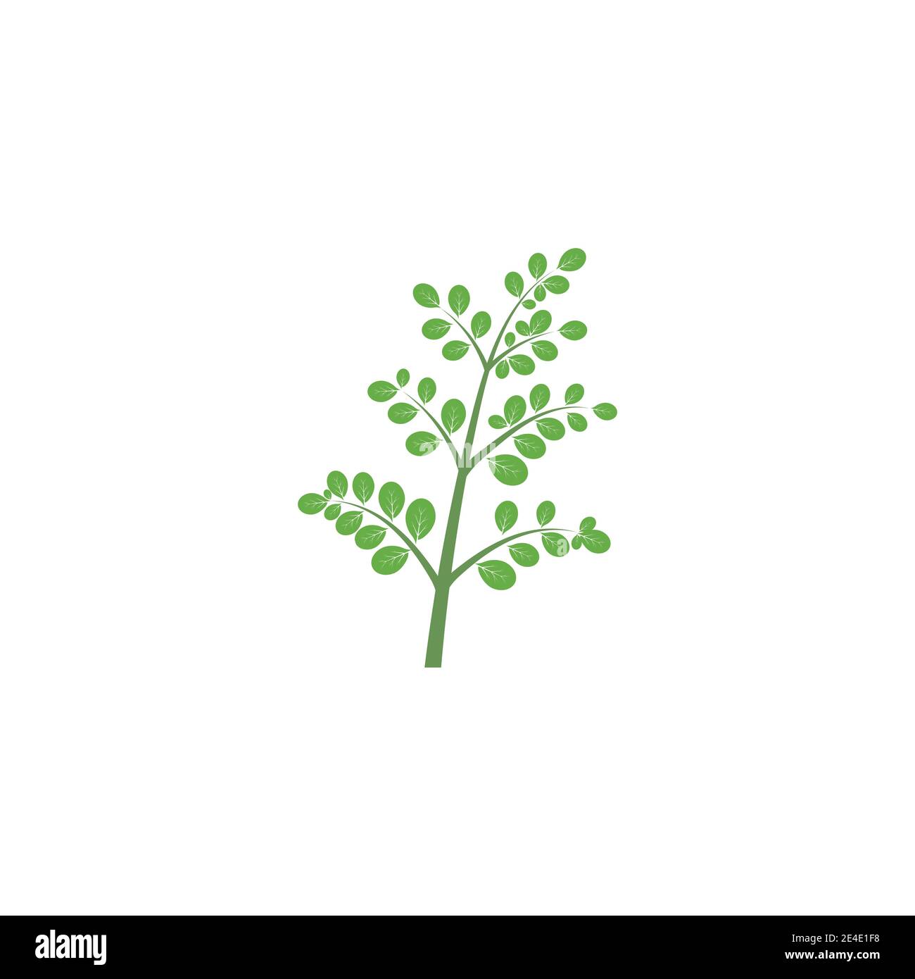 Moringa leaf Logo Template vector symbol nature Stock Vector Image ...