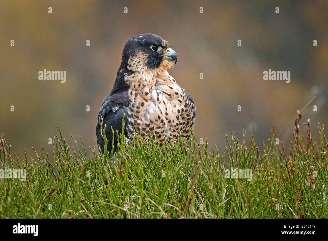 Flight of Peregrine Falcon. Bird of prey with open wings. White light ...