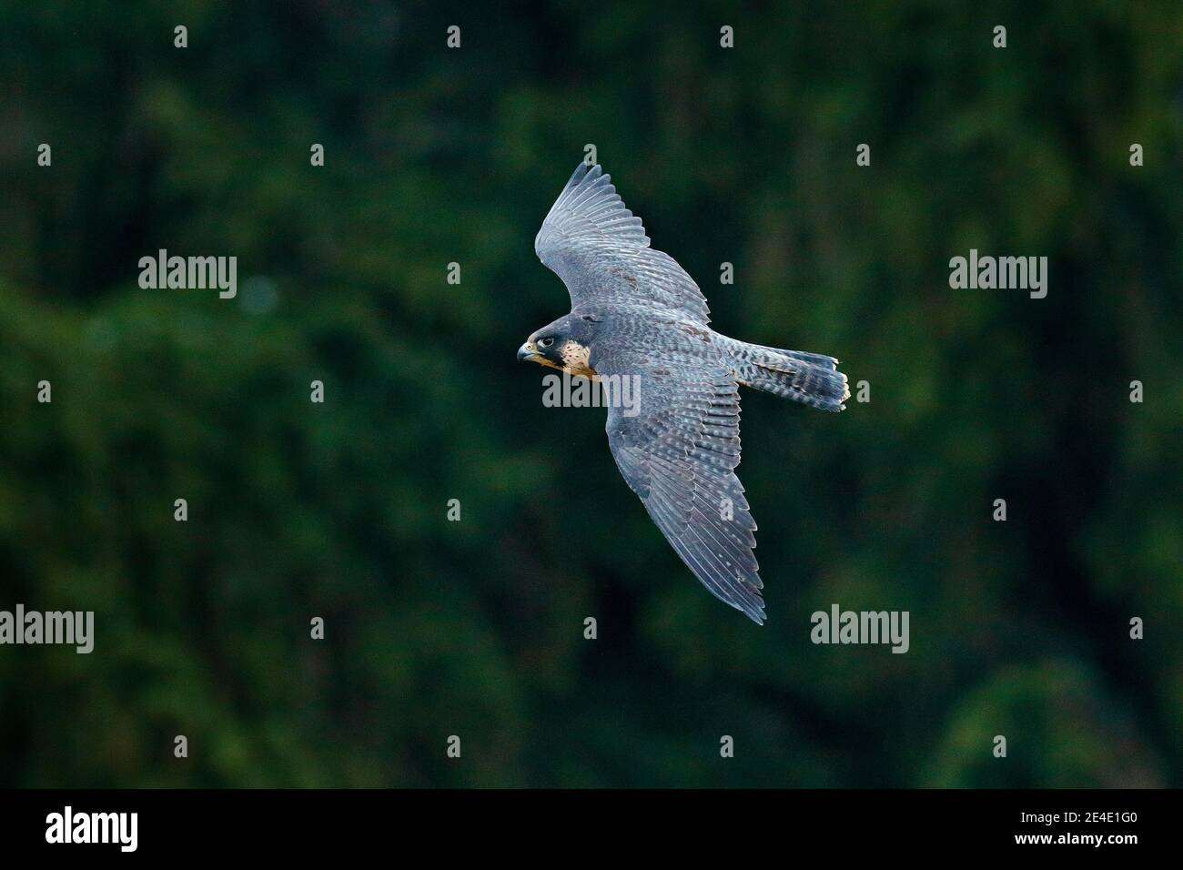 Flight of Peregrine Falcon. Bird of prey with open wings. White light ...