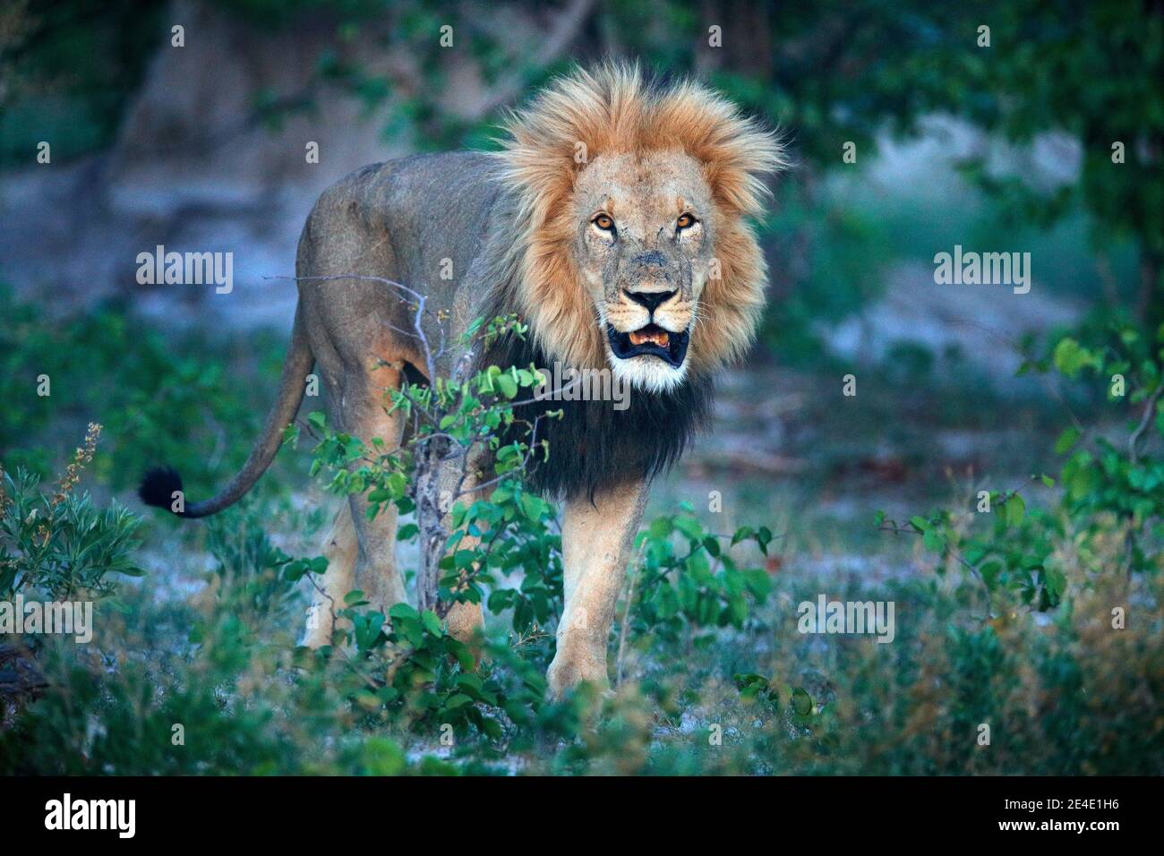 Mane lion with open muzzle with tooth. Portrait of pair of African ...