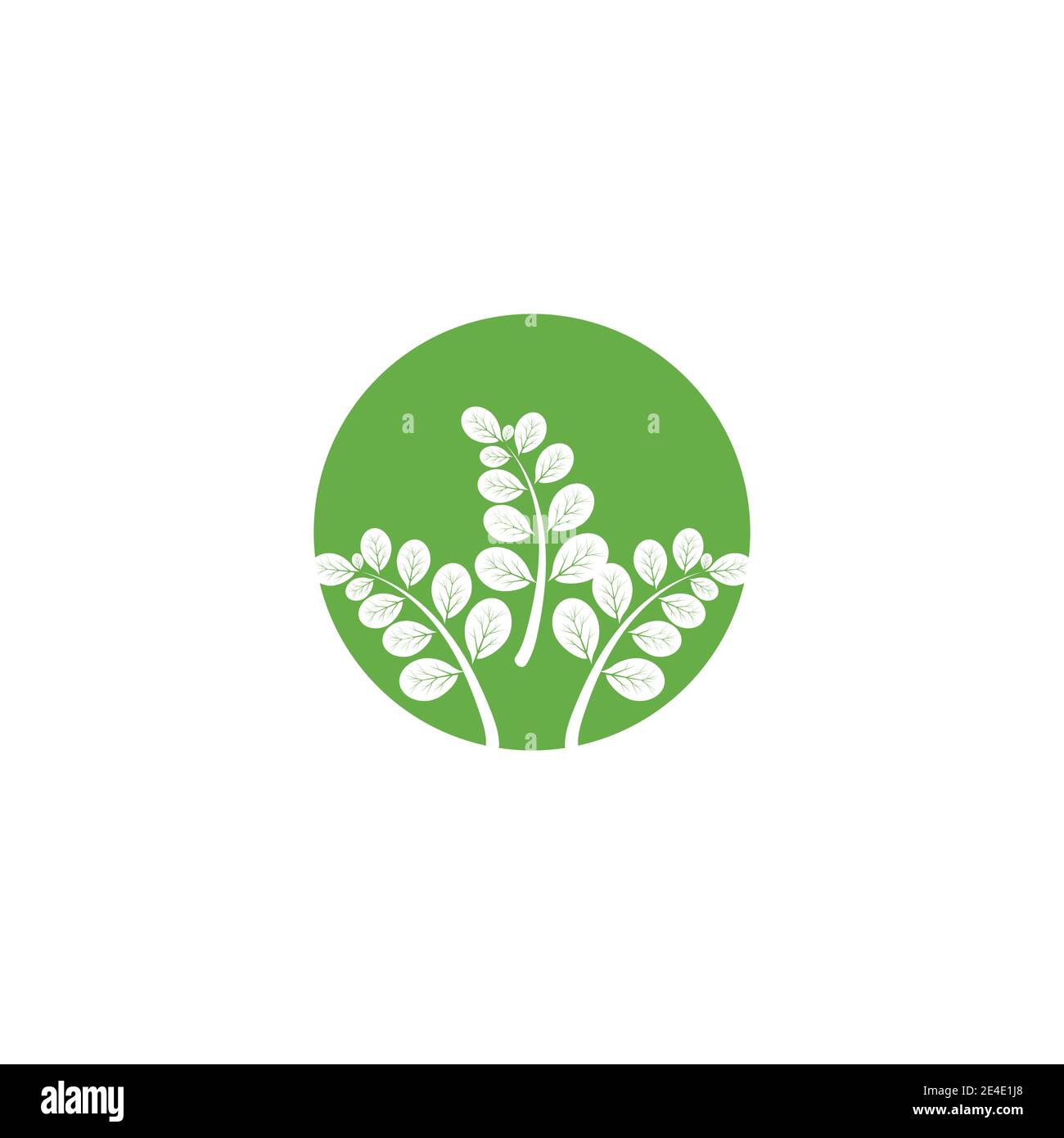 Moringa leaf Logo Template vector symbol nature Stock Vector Image ...