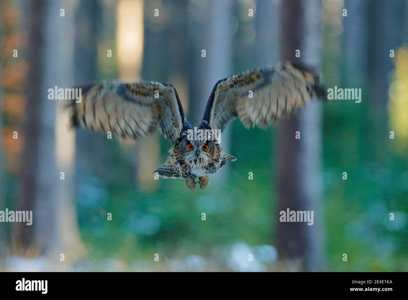 Eagle Owl, Bubo bubo, with open wings in face flight, winter forest ...