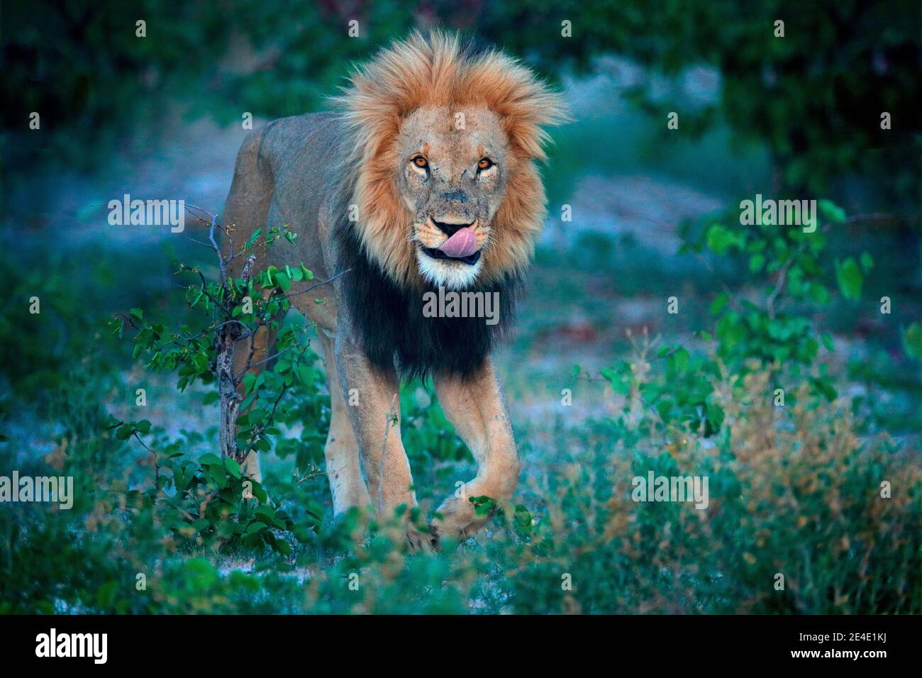 Mane lion with open muzzle with tooth. Portrait of pair of African ...