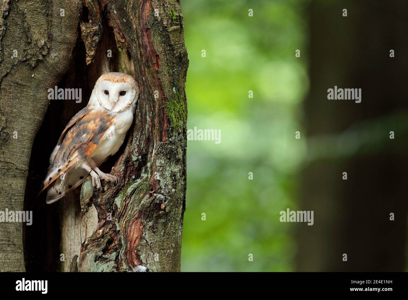 Fern on headstone hi-res stock photography and images - Alamy