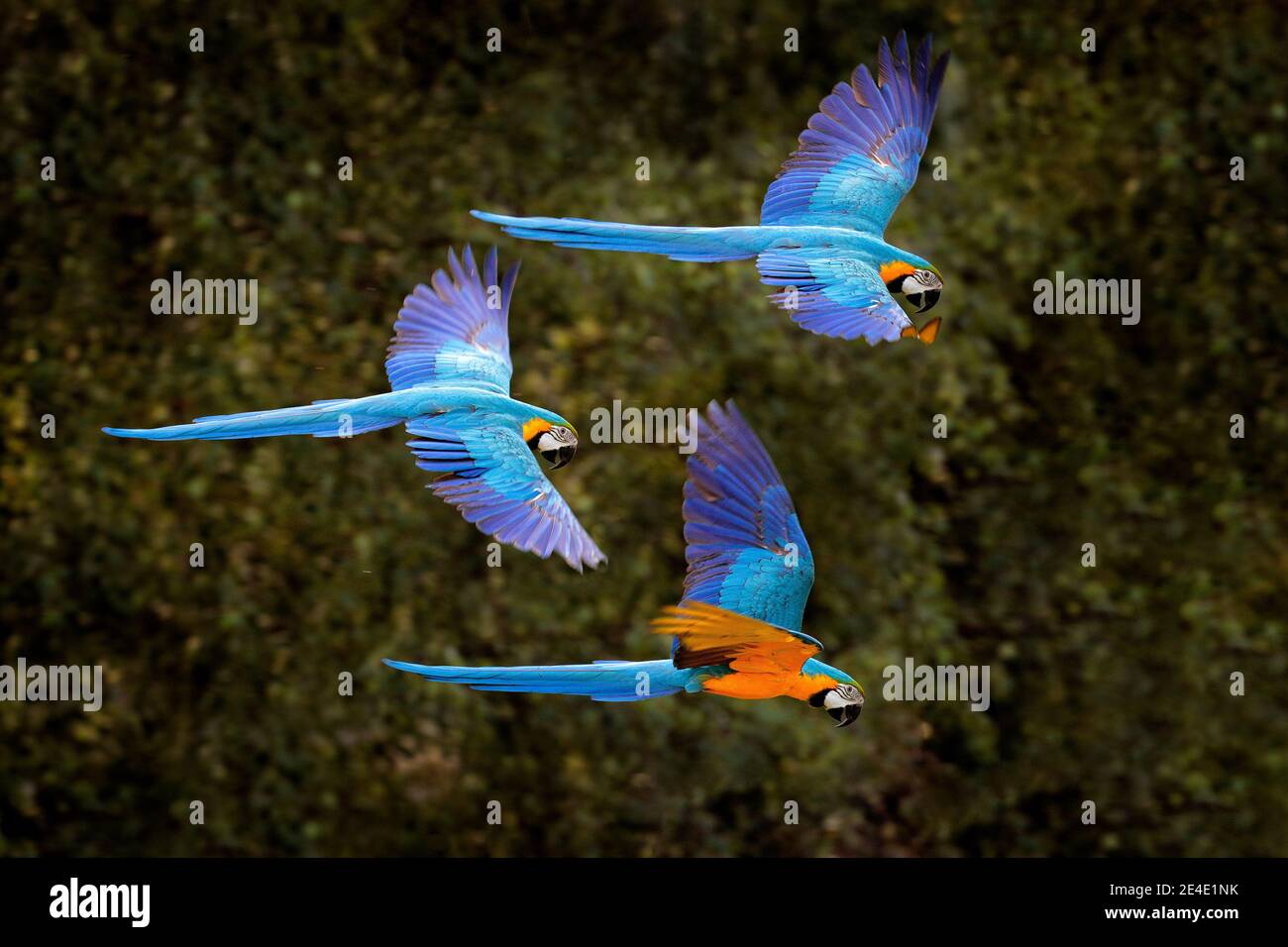 Macaw parrot in flight. Big blue Ara ararauna in the dark green forest ...