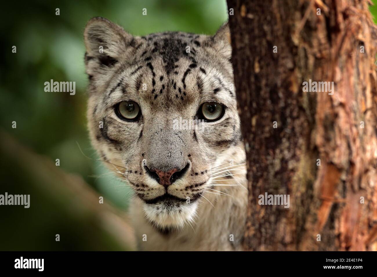 Face portrait of snow leopard with green vegation, Kashmir, India ...