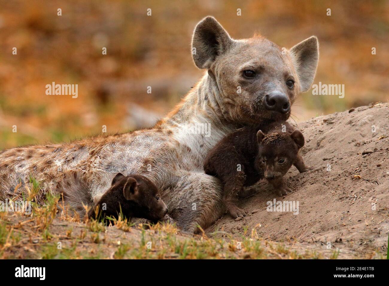 Young hyena pup, evening sunset light. Hyena, detail portrait. Spotted ...