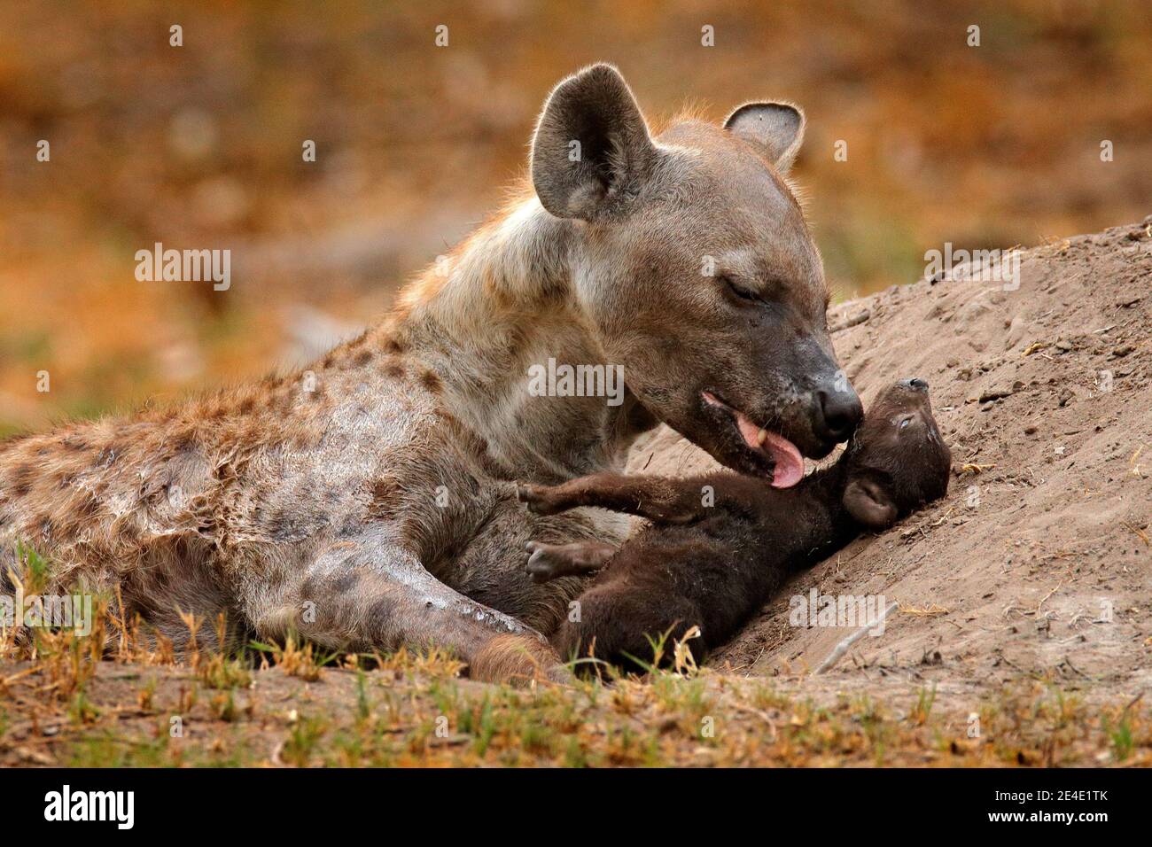 Is Hyena A Dog Family