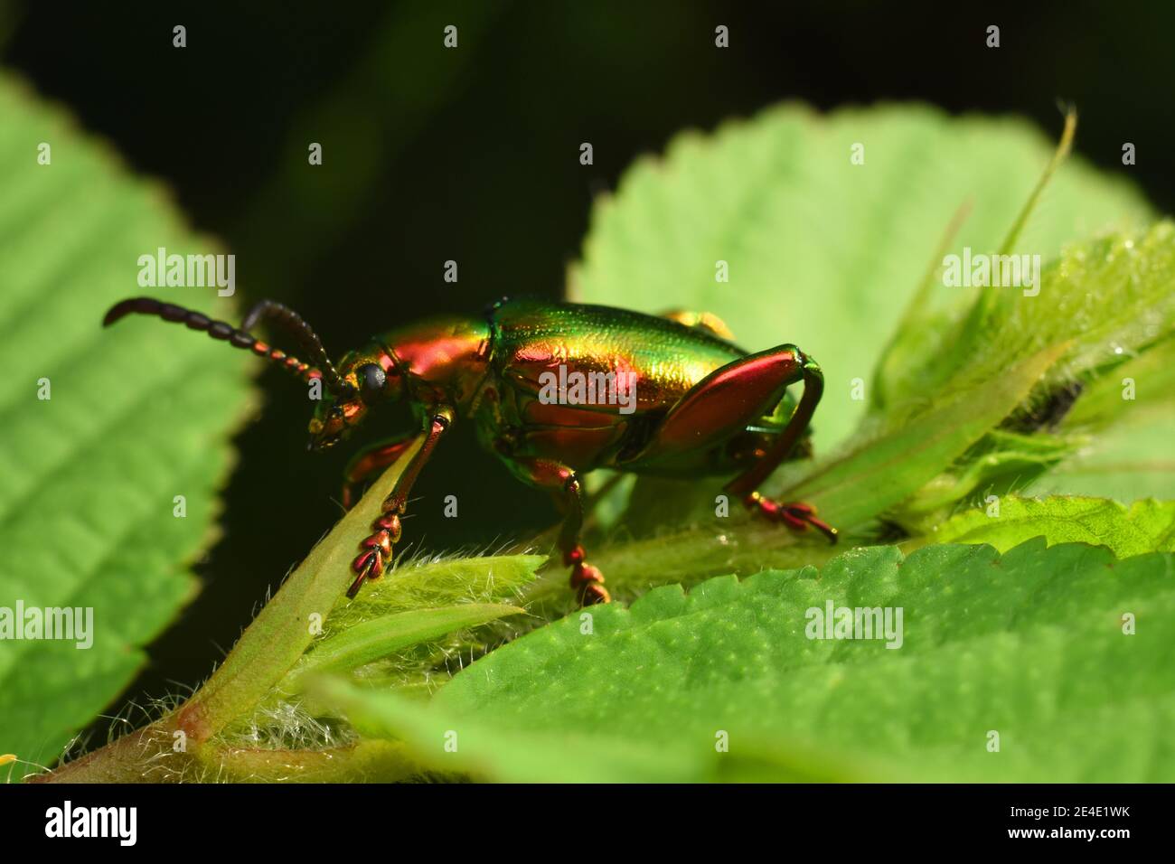 Insects among green foliage hi-res stock photography and images - Alamy
