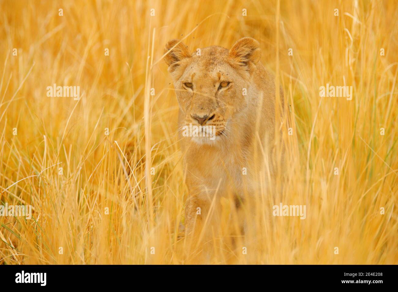 Safari in Africa. Big angry female lion Okavango delta, Botswana ...