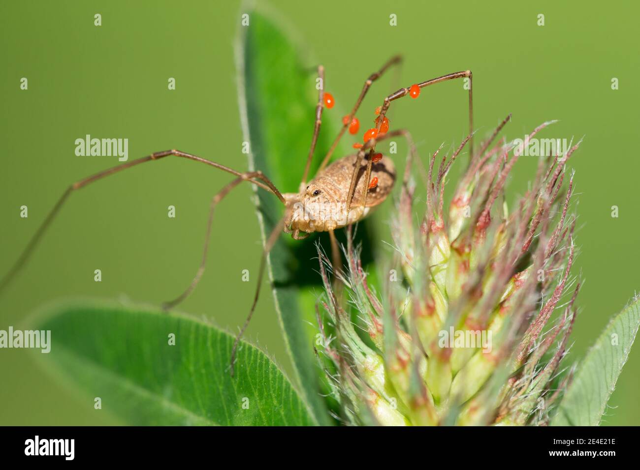 Harvestman (Rilaena triangularis) infested with parasitic mites Stock ...