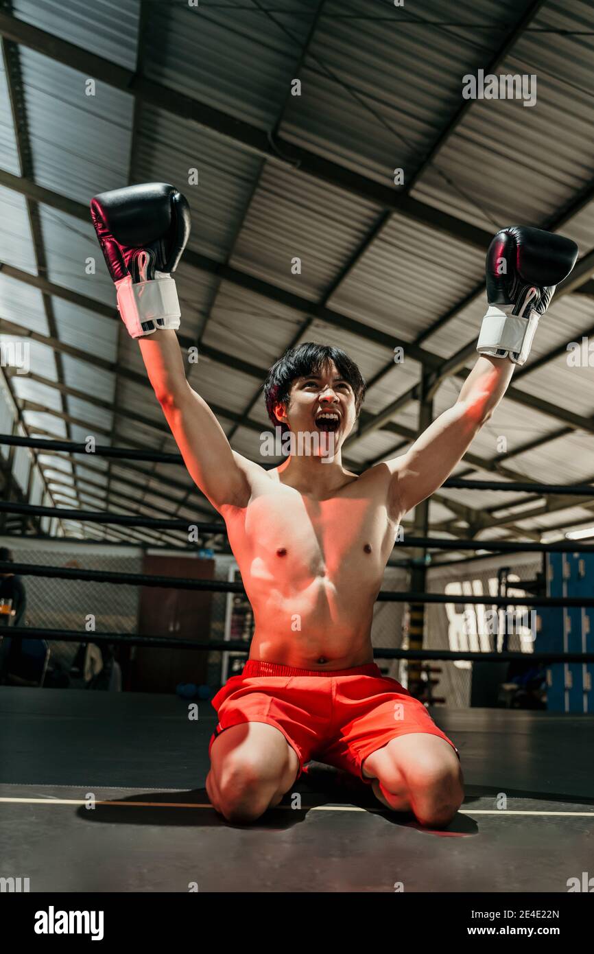 boxer in boxing gloves when winning raises both hands sitting on the ...