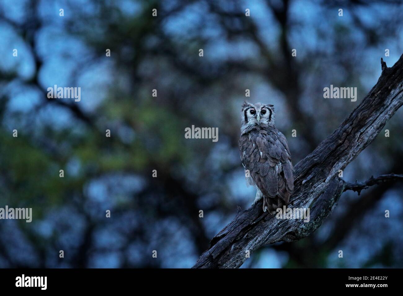 Africa, owl in night. Verreaux's Eagle Owl. Rare African owl in the ...