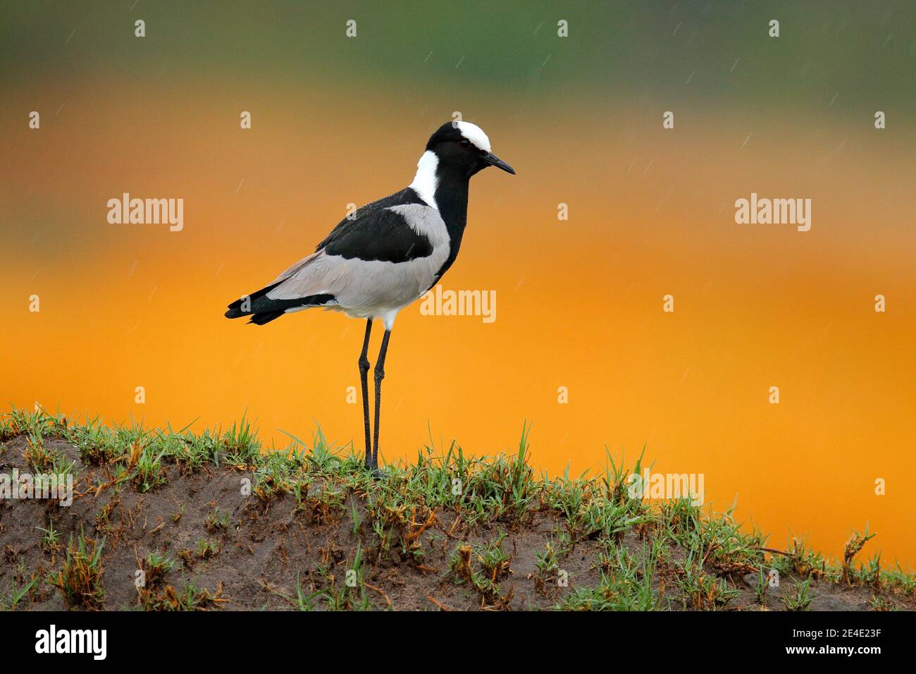 Blacksmith lapwing or blacksmith plover, Vanellus armatus, bird in ...