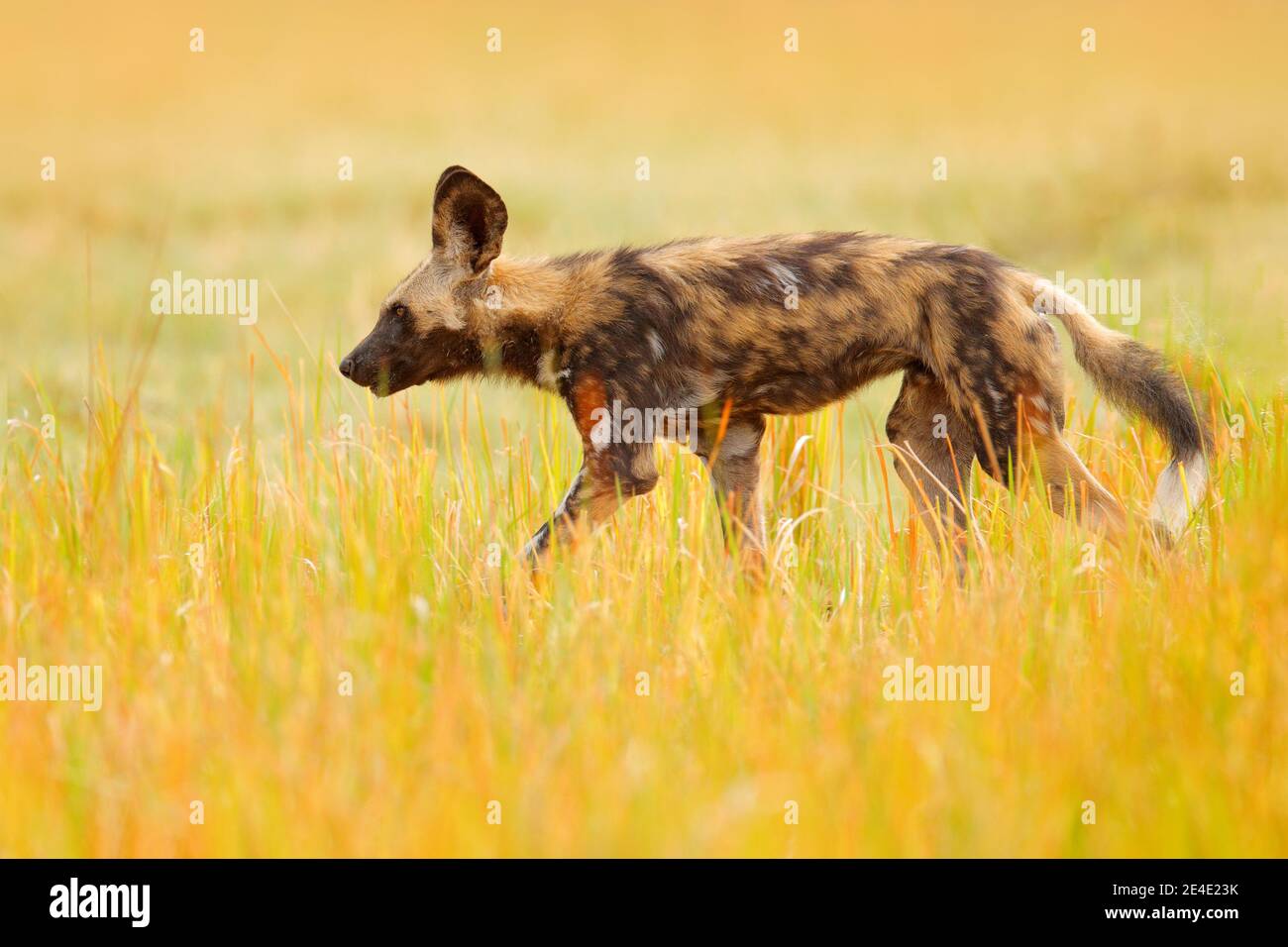 African golden wolf hi-res stock photography and images - Alamy
