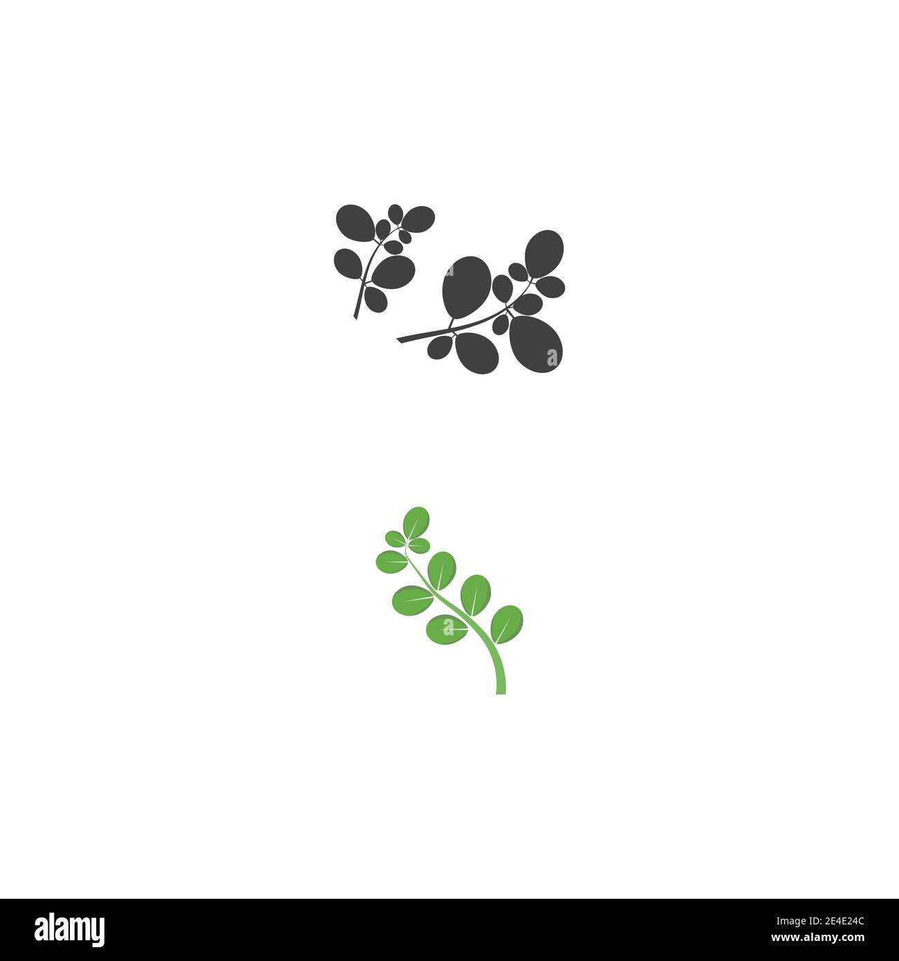 Moringa leaf Logo Template vector symbol nature Stock Vector Image ...