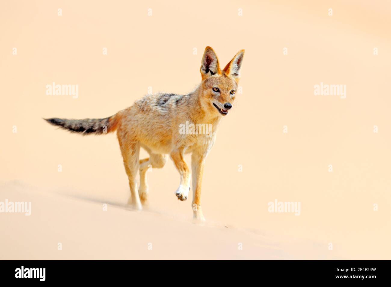 Jackal jump. Hot day in sand, animal from Namibia, Africa, black-backed ...