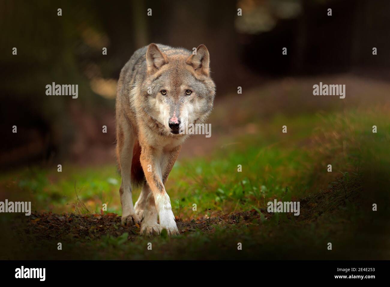 Gray wolf, Canis lupus, in the spring light, in the forest with green ...