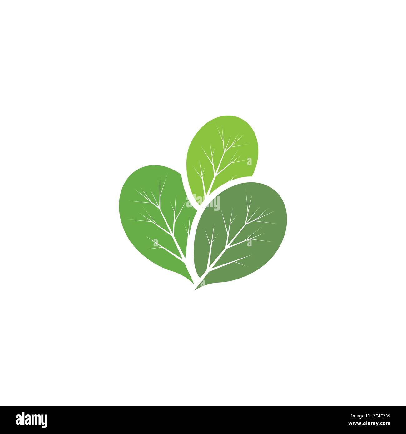 Moringa leaf Logo Template vector symbol nature Stock Vector Image ...