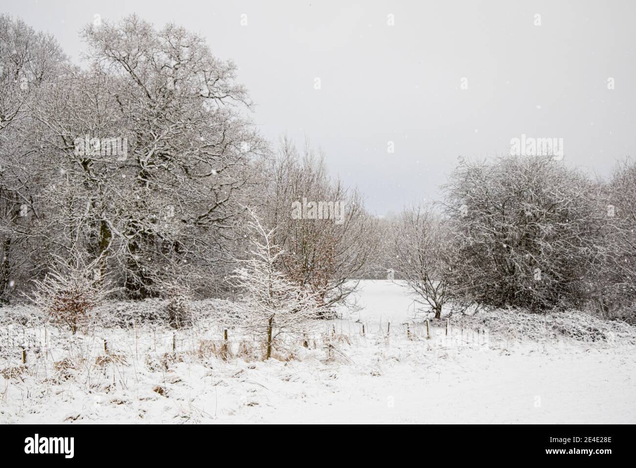 Winter woodland and countryside scenery with snow covering Stock Photo ...