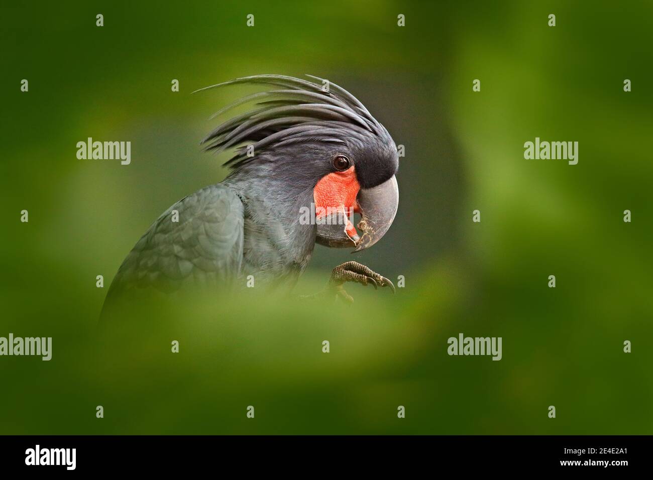 Big grey bird hi-res stock photography and images - Alamy