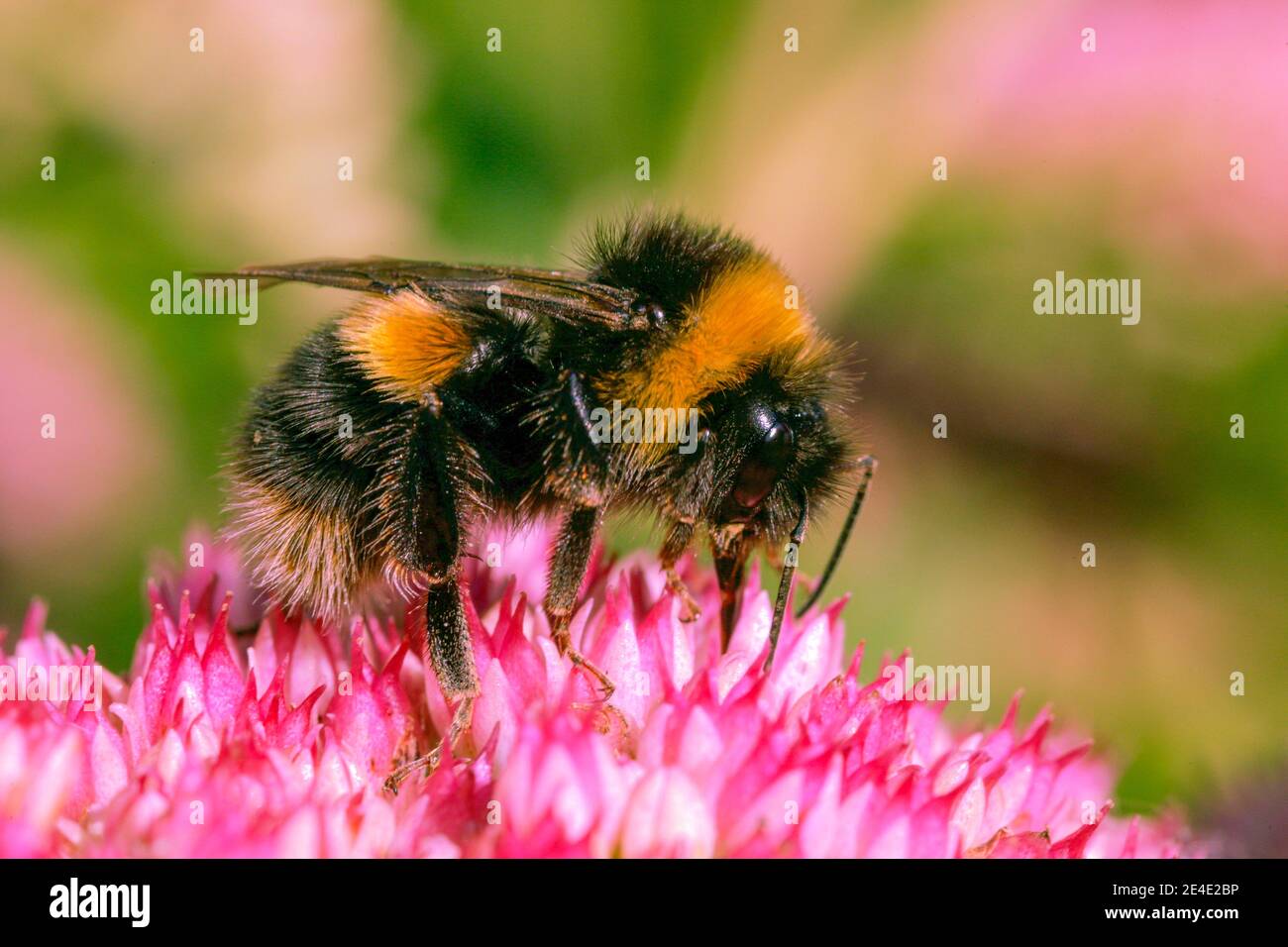 English bee hi-res stock photography and images - Alamy