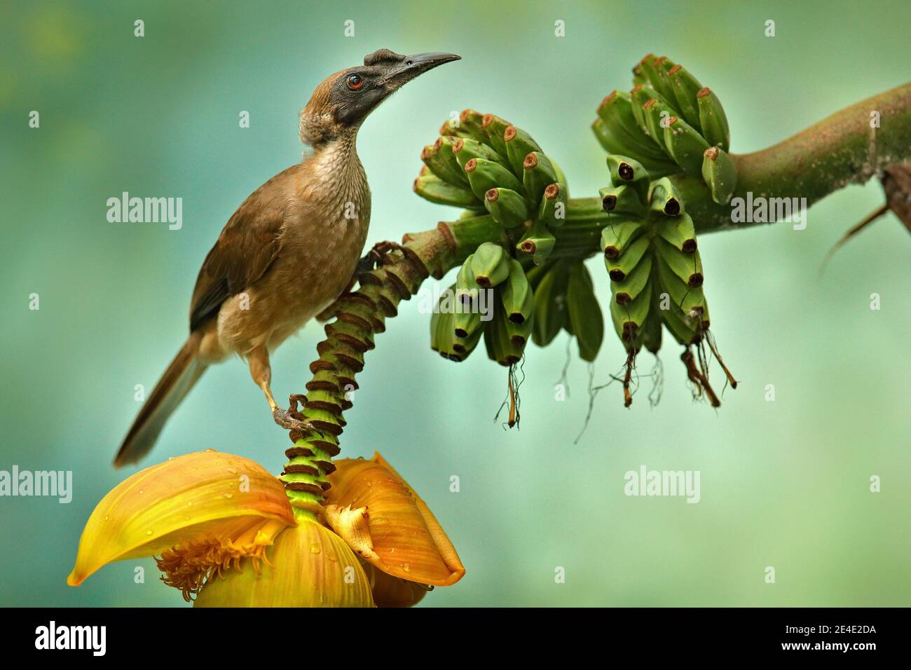 Helmeted friarbird, Philemon buceroides, beautiful bird sitting on the ...