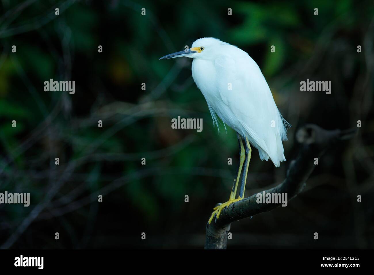 White birds on the tree. White herons flying above water surface in the ...