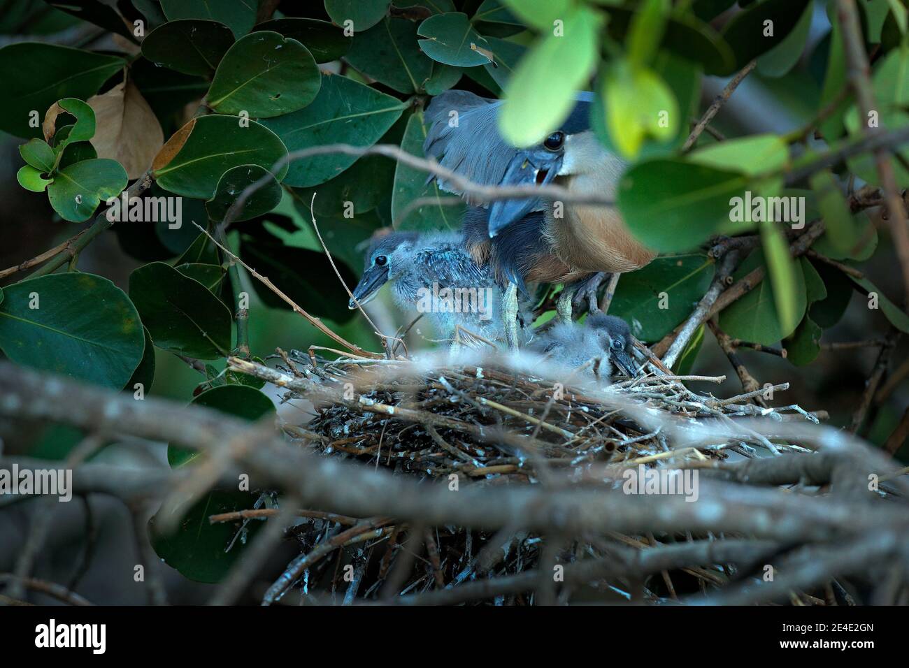 Bird hidden in the nest, mangrove vegetation on the nature. Boat-billed ...