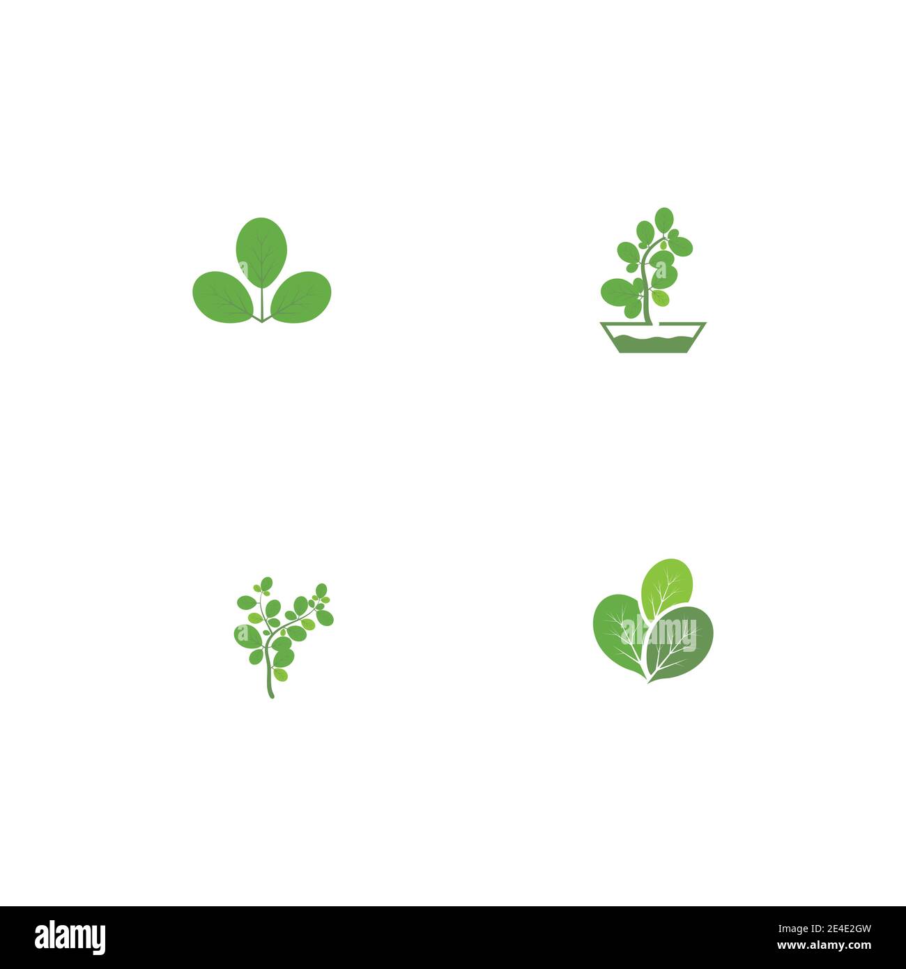 Set Moringa leaf Logo Template vector symbol nature Stock Vector Image ...
