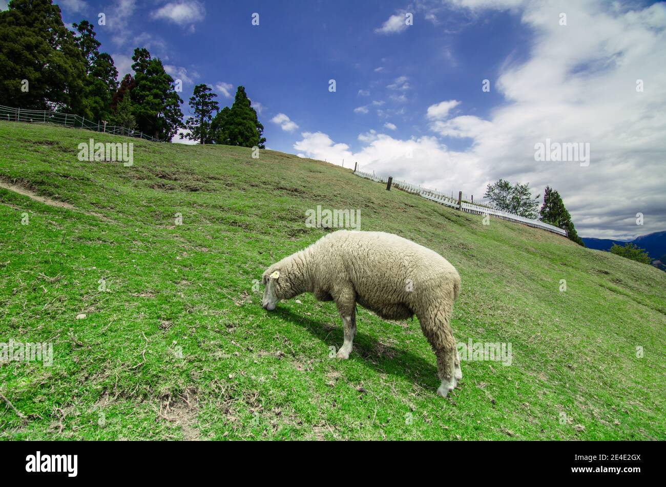 Sheep resting and grazing at the Qingjing Sheep Farm, Cingjing, Taiwan ...