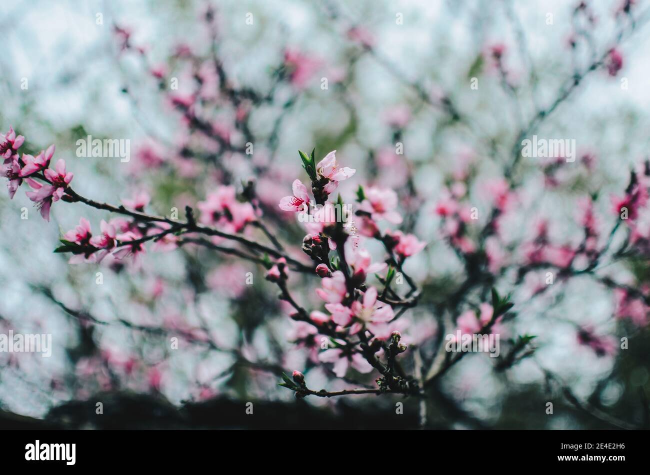 Cherry blossom tree china hi-res stock photography and images - Alamy