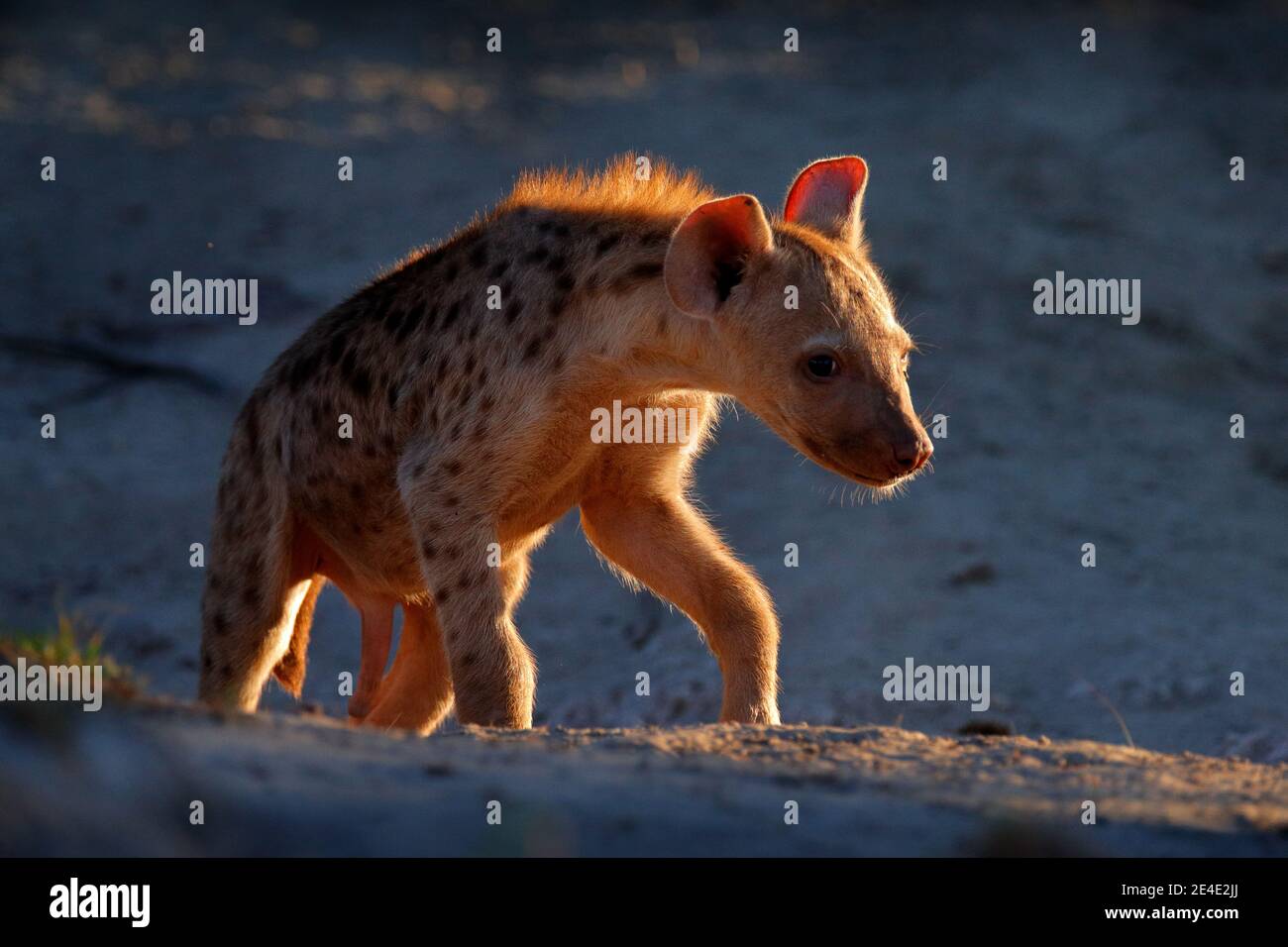 Young hyena pup, evening sunset light. Hyena, detail portrait. Spotted ...