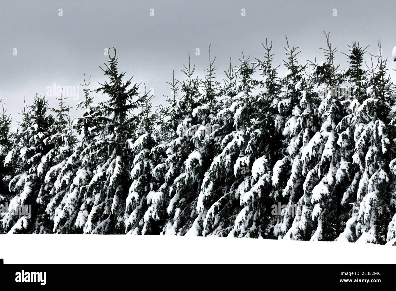 Trees under heavy snow Stock Photo - Alamy