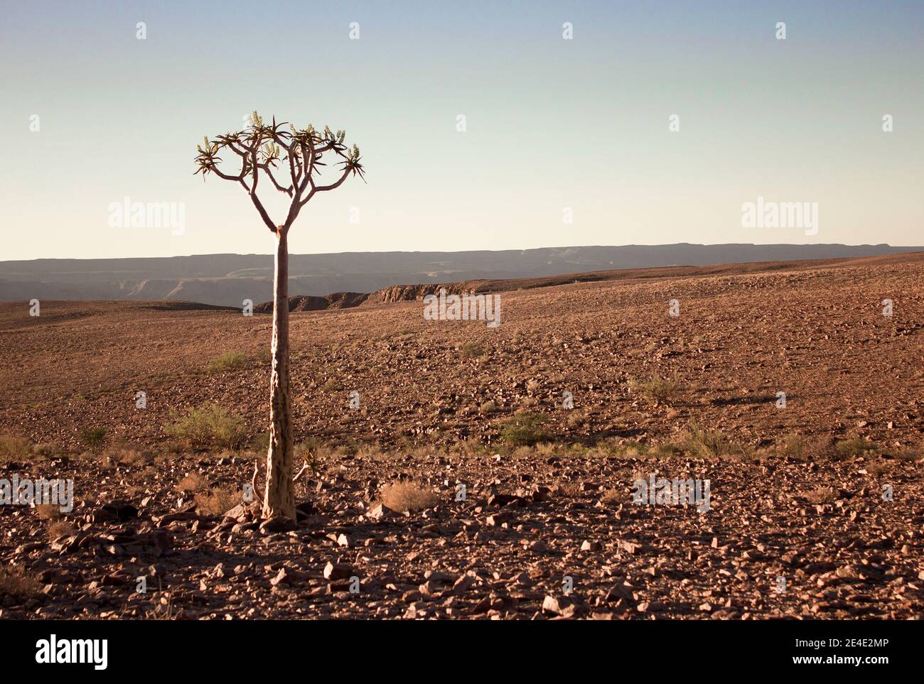 Lonely orange tree hi-res stock photography and images - Alamy