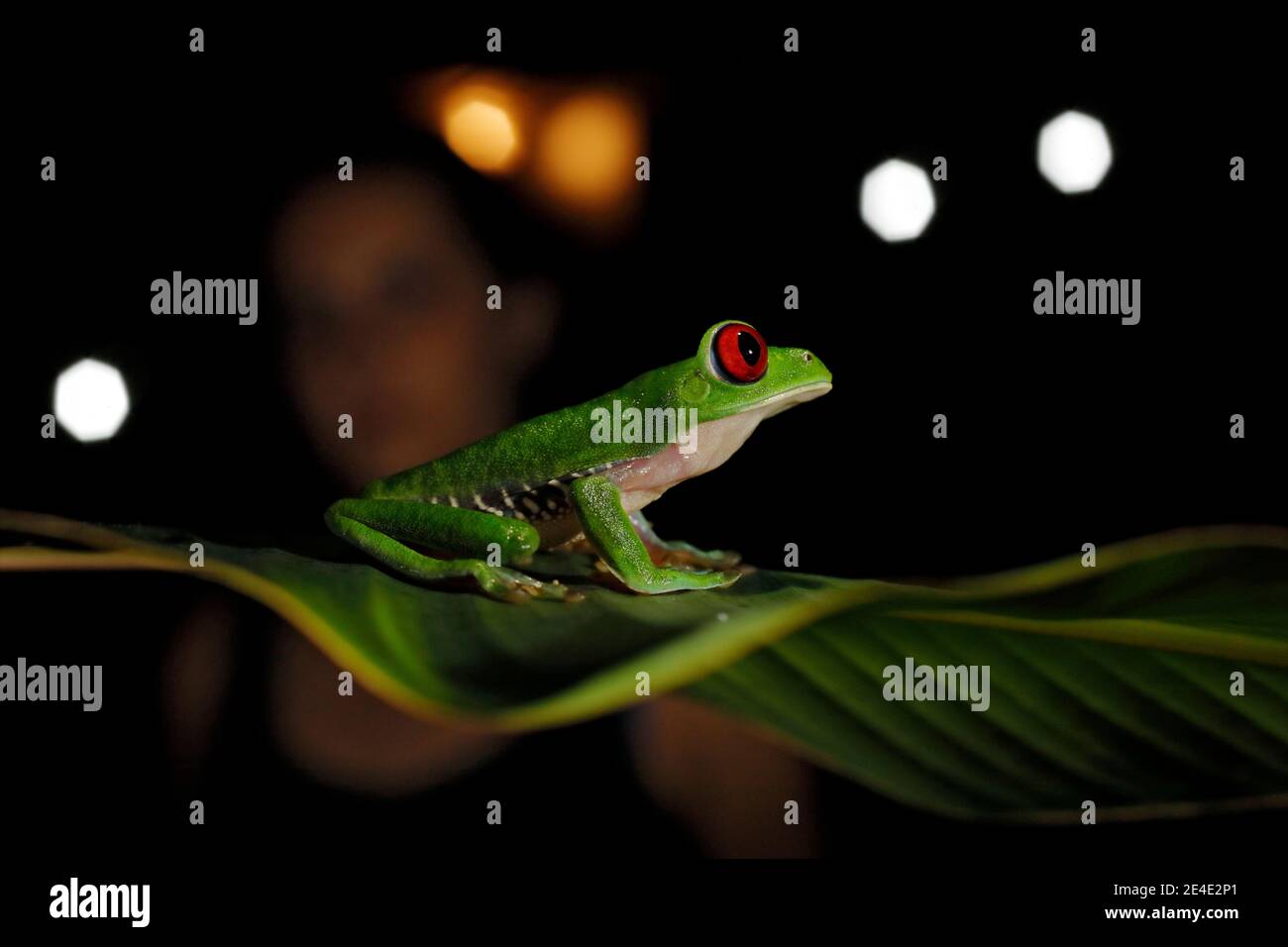 Beautiful amphibian in the night forest. Detail close-up of frog red ...