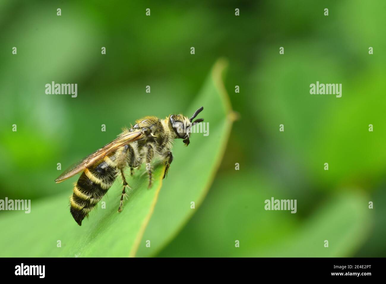 Grey Hair Bee High Resolution Stock Photography and Images - Alamy