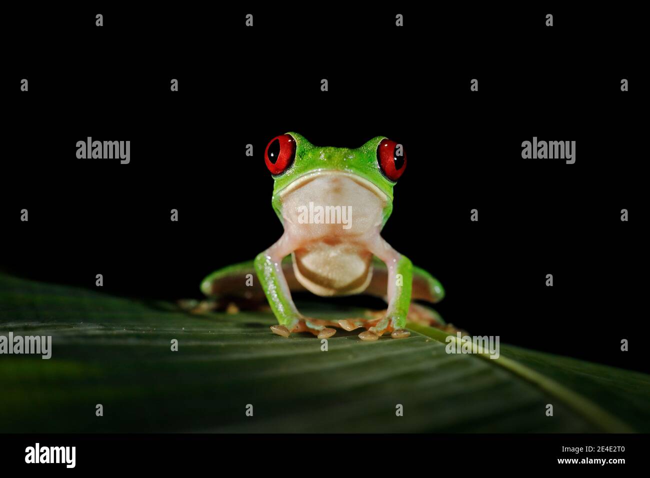 Beautiful amphibian in the night forest. Detail close-up of frog red ...