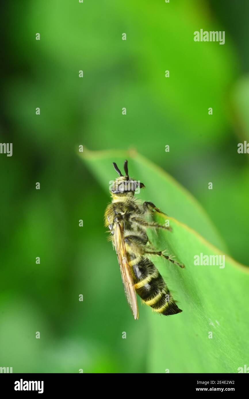 Grey hair carpenter hi-res stock photography and images - Alamy
