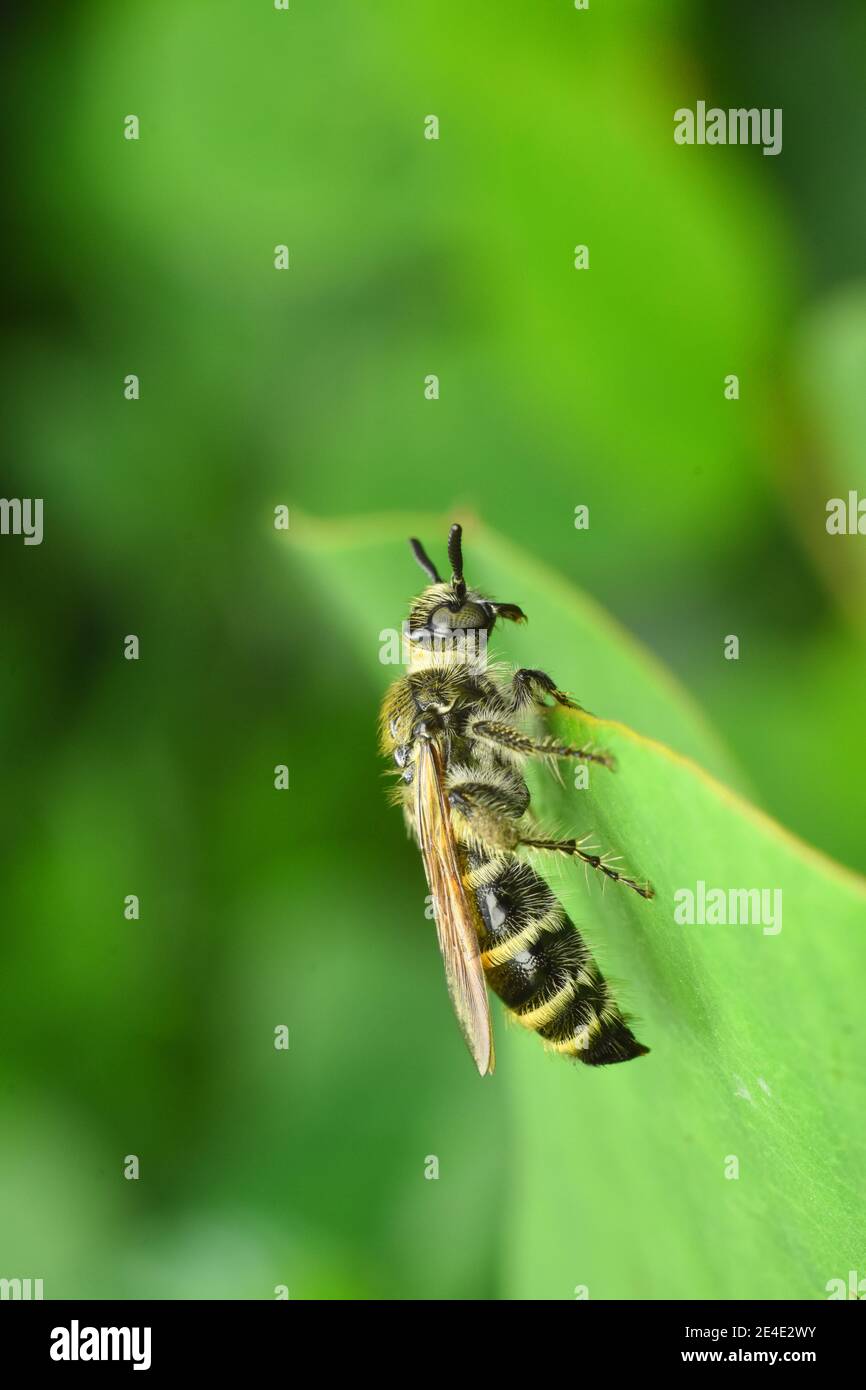 Scoliid wasp hi-res stock photography and images - Alamy