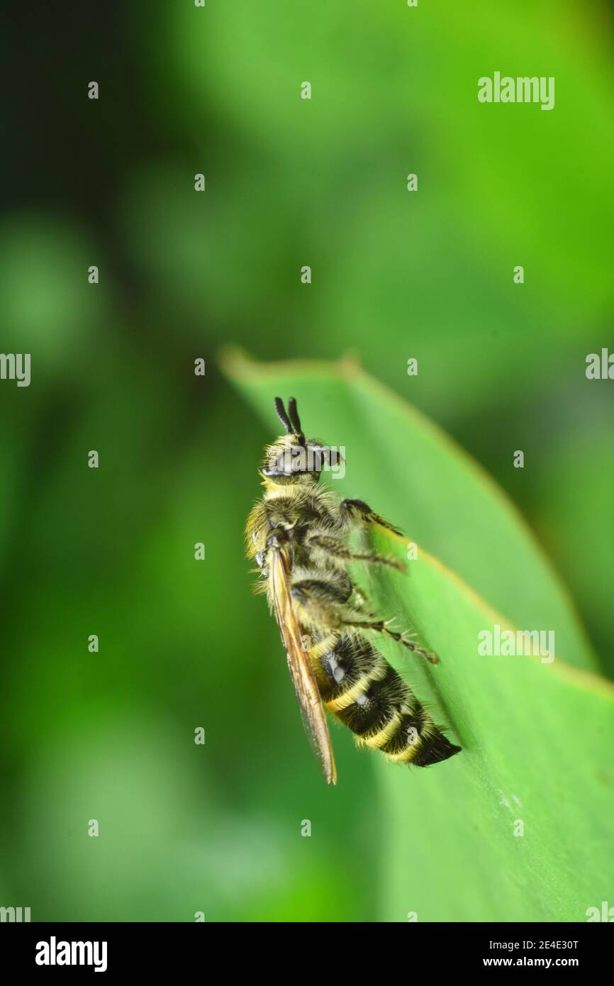Grey hair bee hi-res stock photography and images - Alamy