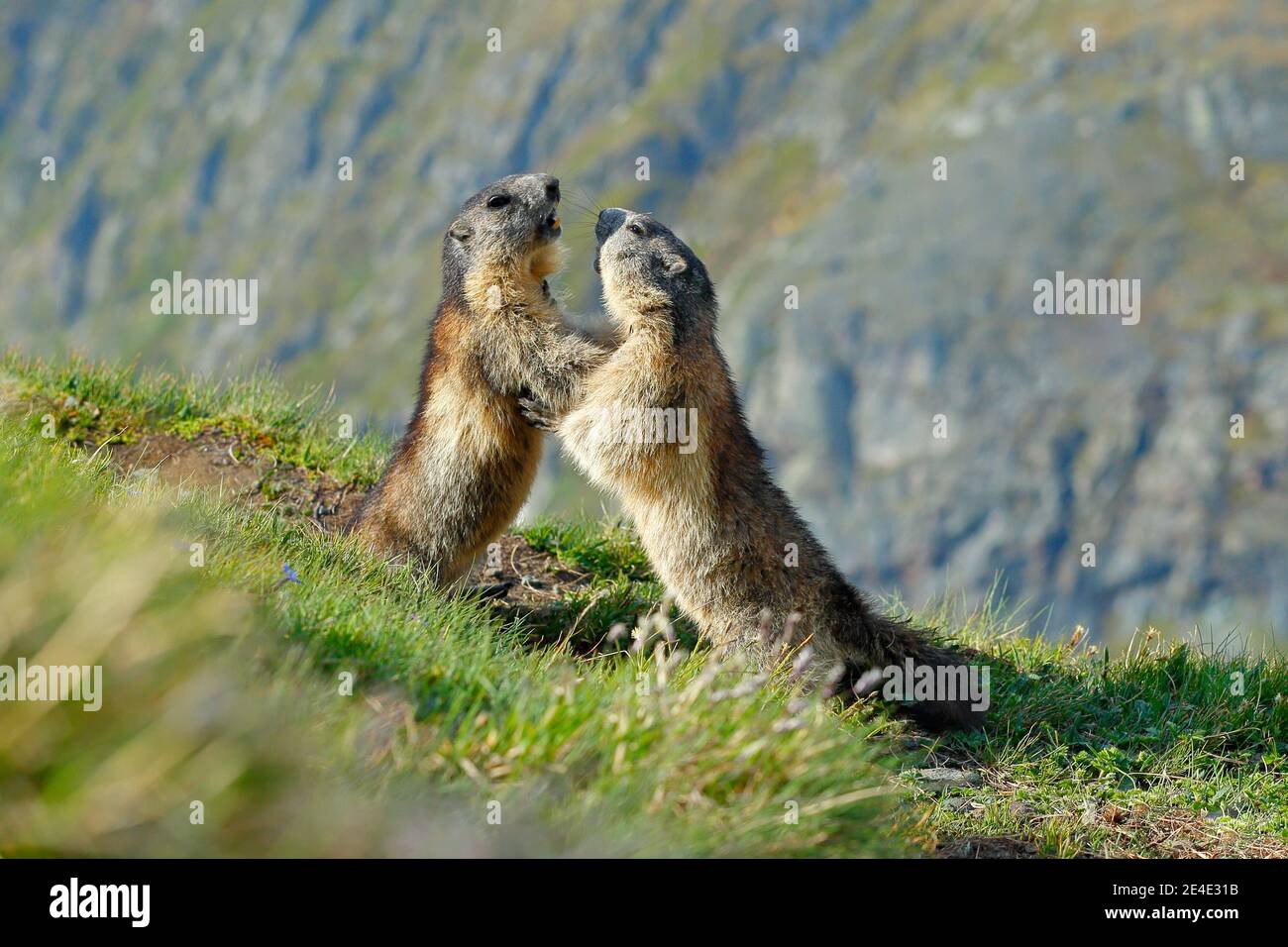 Cute fat animal Marmot, sitting in the grass with nature rock mountain ...
