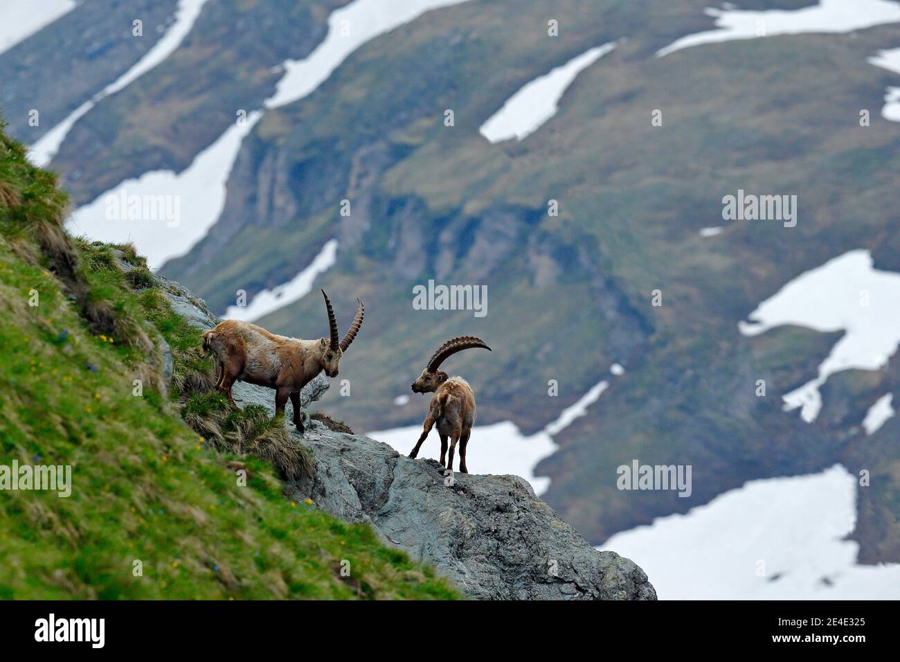 Ibex fight on the rock. Alpine Ibex, Capra ibex, animals in nature ...